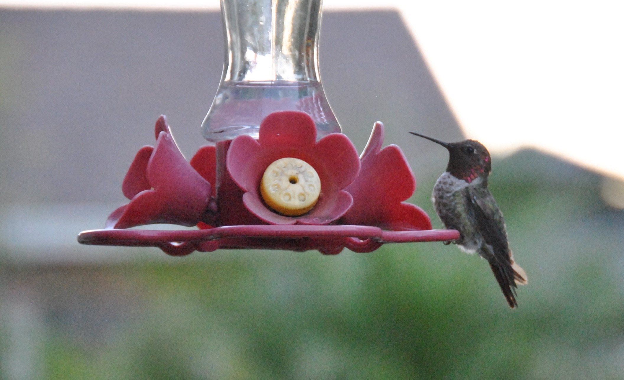 The Legend of the Hummingbird – LoveYourLife365